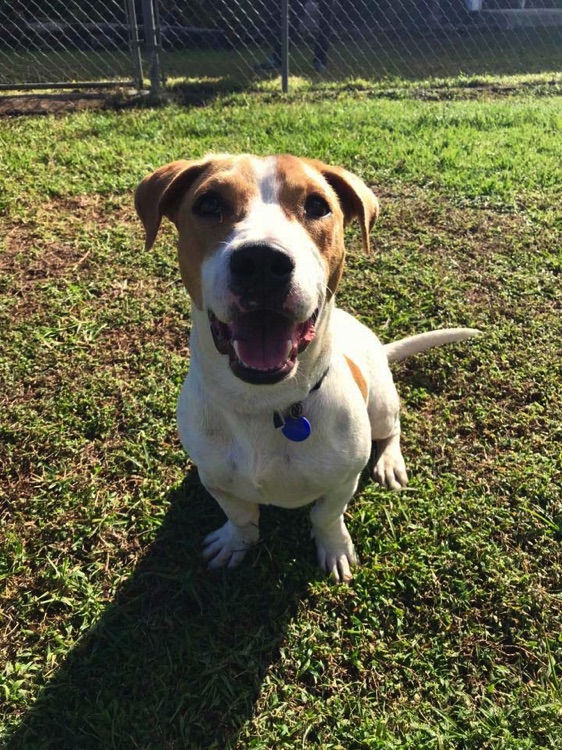 Gallery of Lucky D Kennel, Inc. | Kailua-Kona, HI 96740